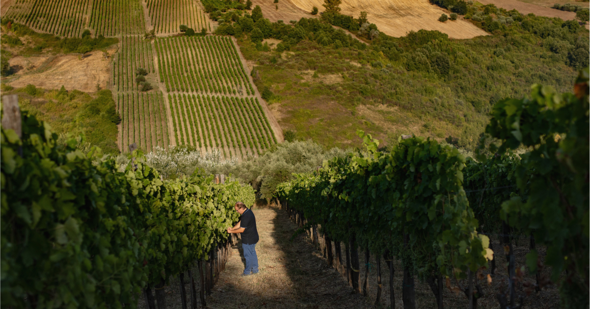 Gian Luca Mazzella: Paterico 2019 - wine - MAISON Ë